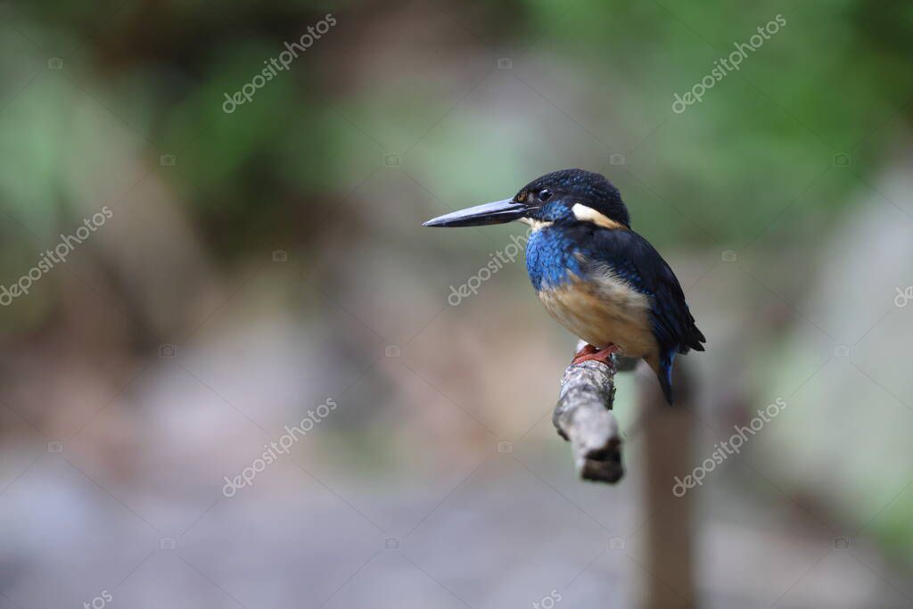 Alcedo euryzona es una especie de martín pescador de la subfamilia ...