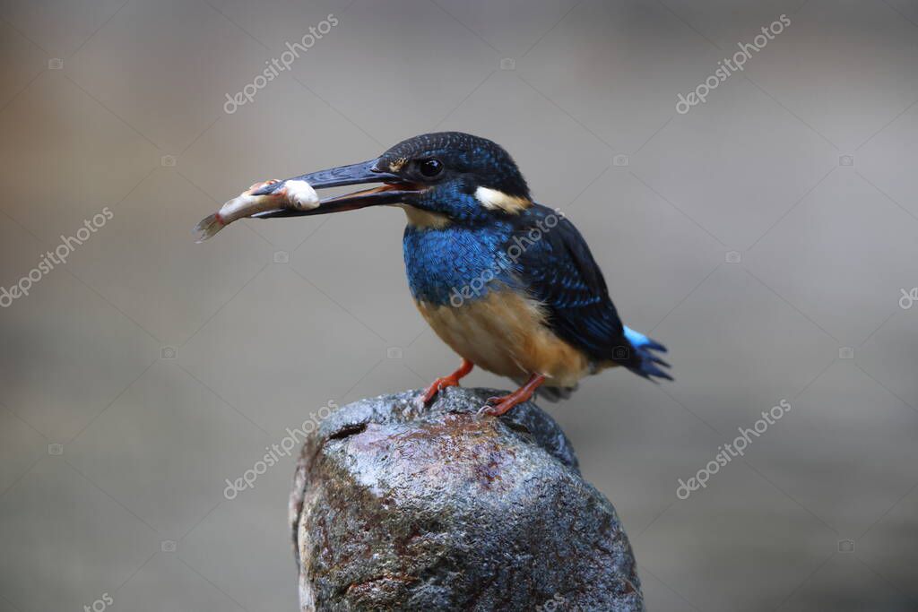 Alcedo euryzona es una especie de martín pescador de la subfamilia ...