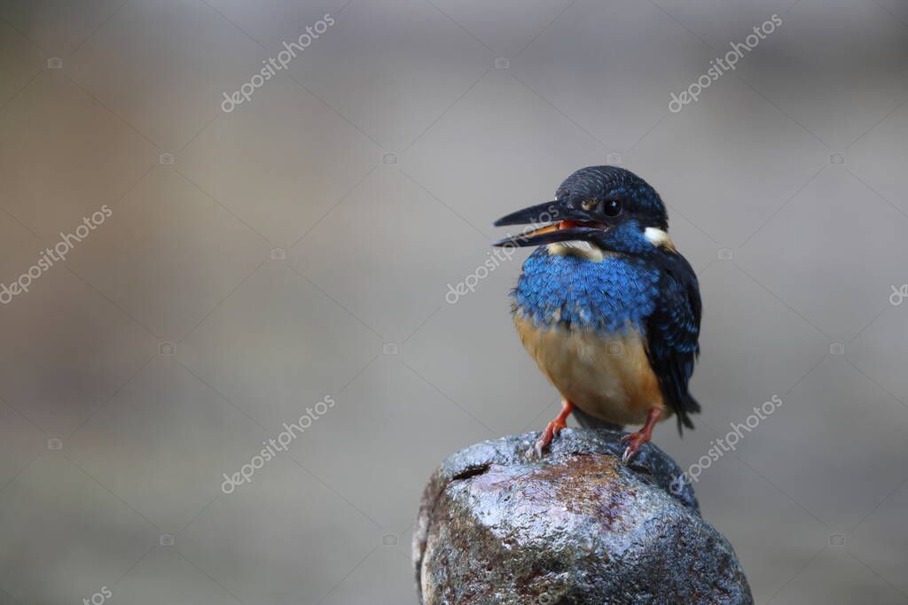 Alcedo euryzona es una especie de martín pescador de la subfamilia ...