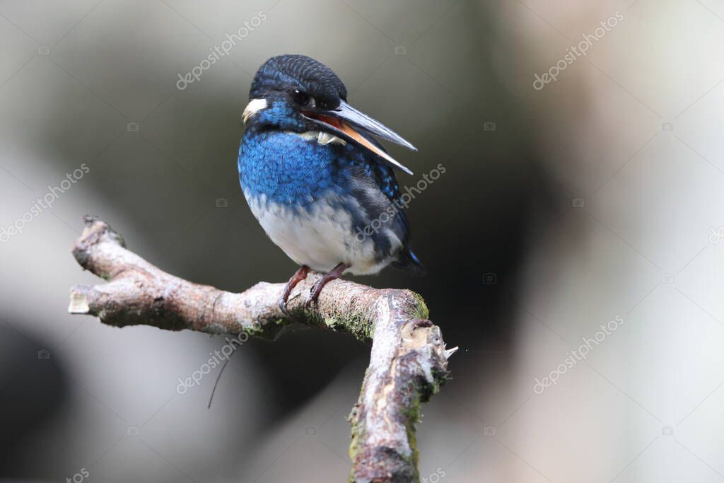 Alcedo euryzona es una especie de martín pescador de la subfamilia ...
