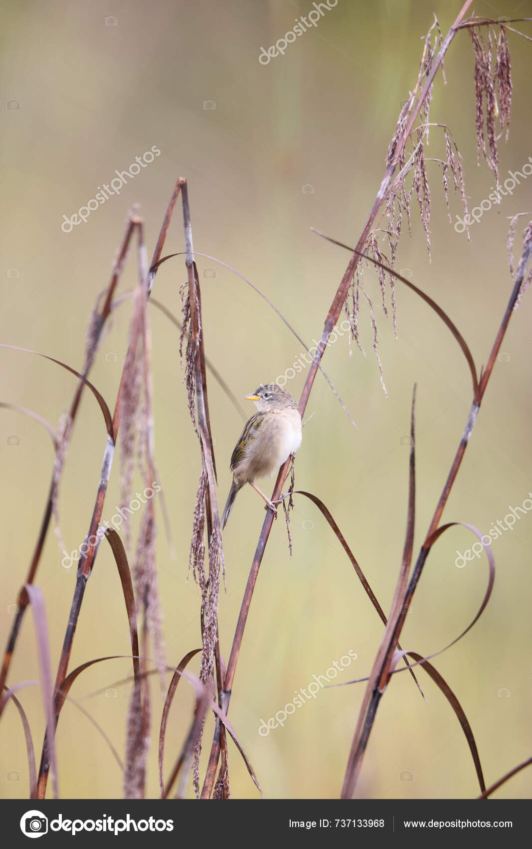 Wedge Tailed Grass Finch Emberizoides Herbicola Species Bird Family ...