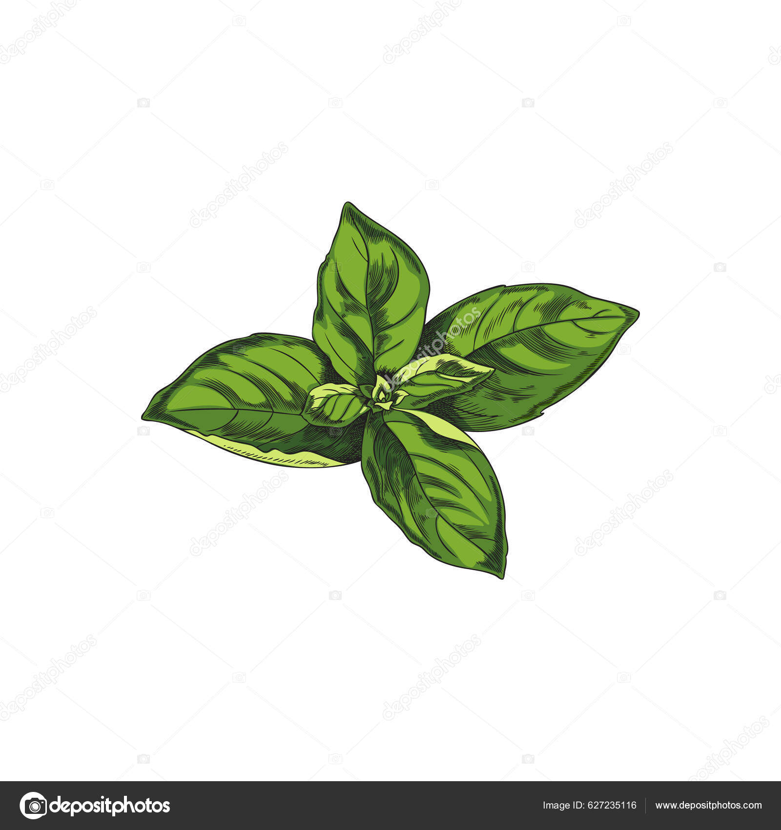 Hand Drawn Basil Leaves Colored Sketch Vector Illustration Isolated ...