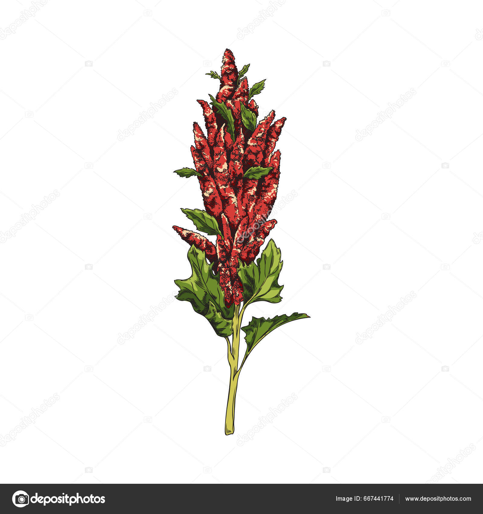 Quinoa Grass Cereal Crops Agricultural Plant Hand Drawn Vector ...