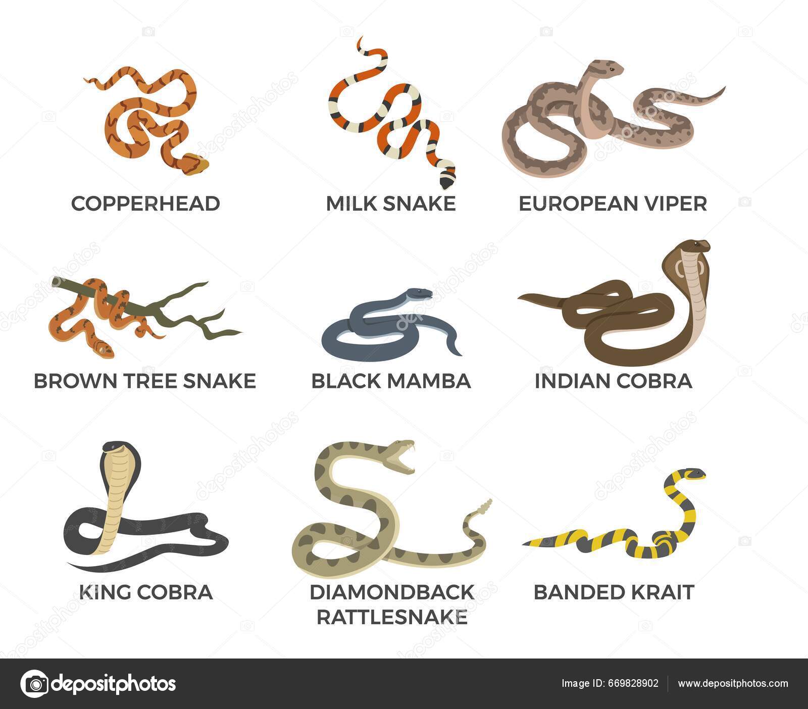 Nombres De Serpientes No Venenosas