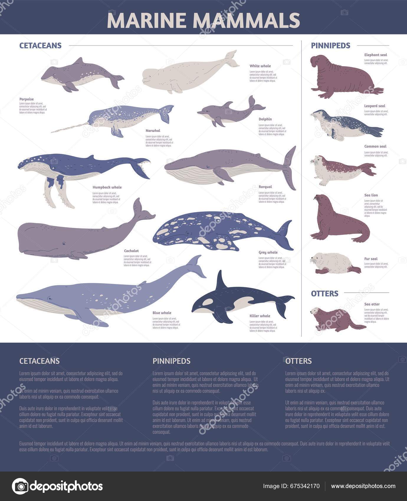 Sea Mammals Cetaceans Pinnipeds Animals Infographic Vector Illustration ...