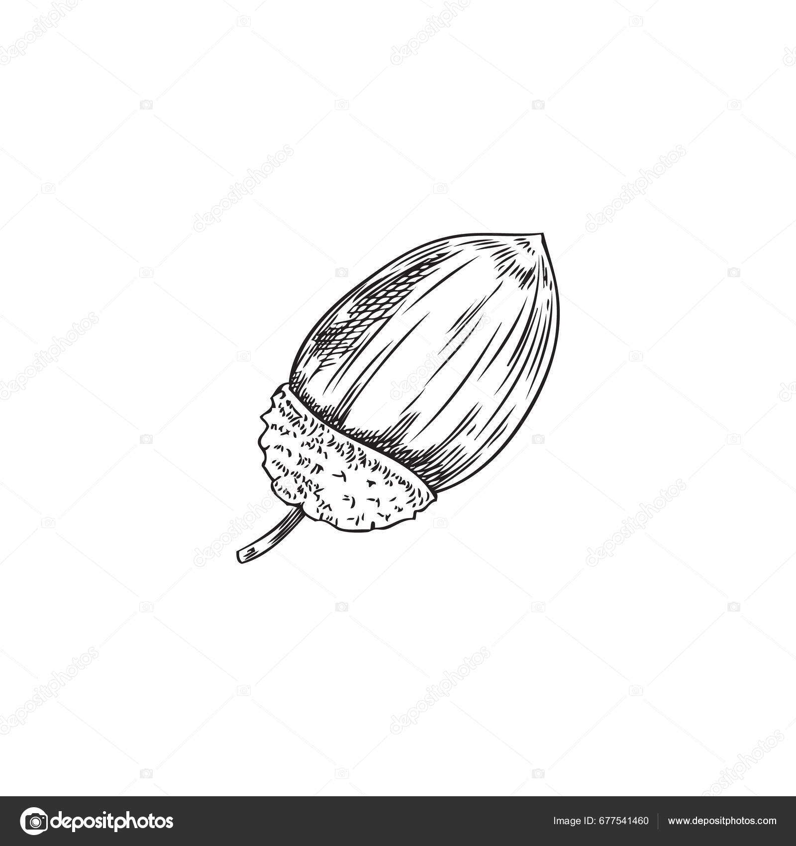 Makk Vektor Illusztráció Vázlatos Stílusban Elszigetelt Fehér Háttér ...