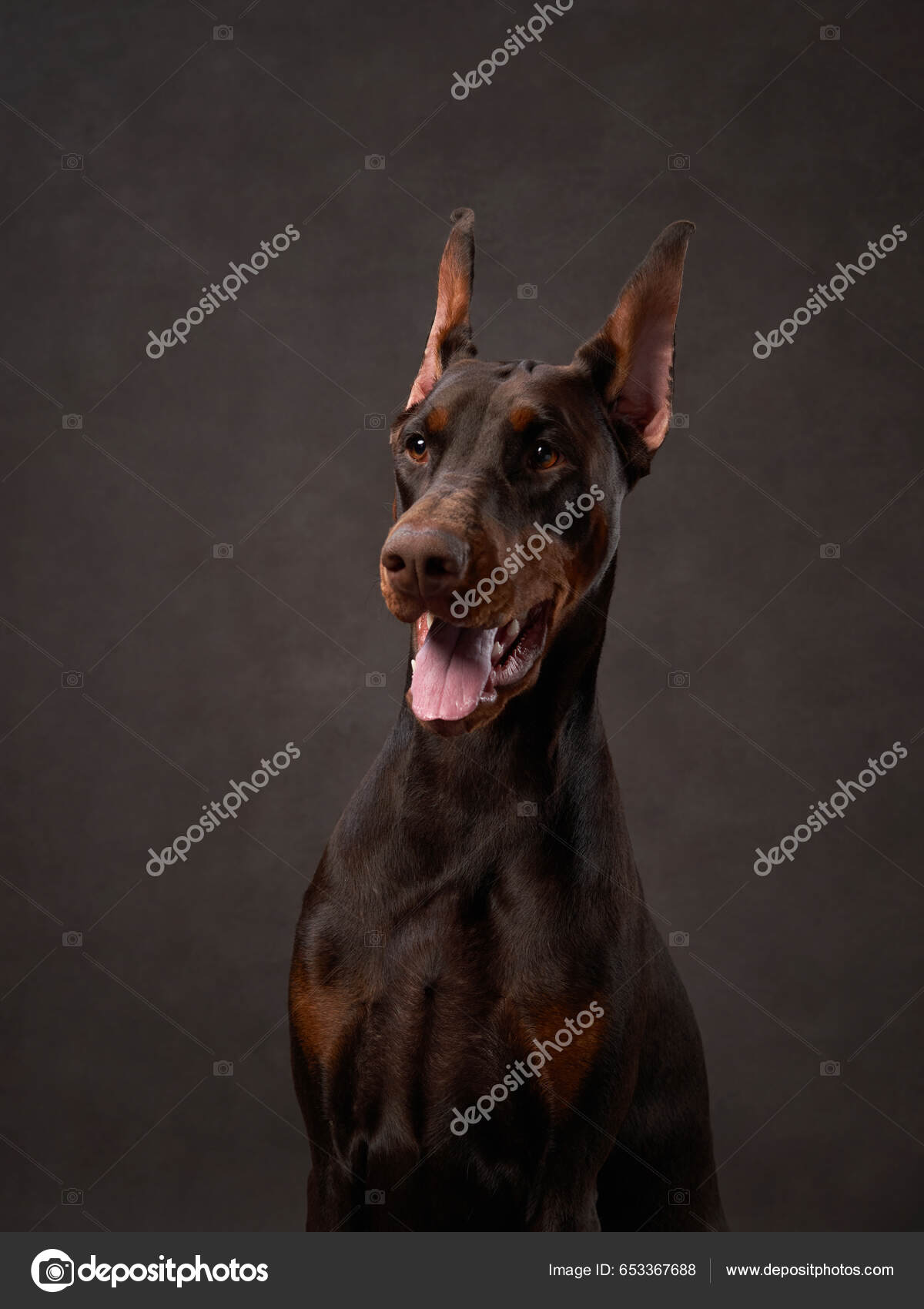 Stili Di Orecchie Tagliate Doberman