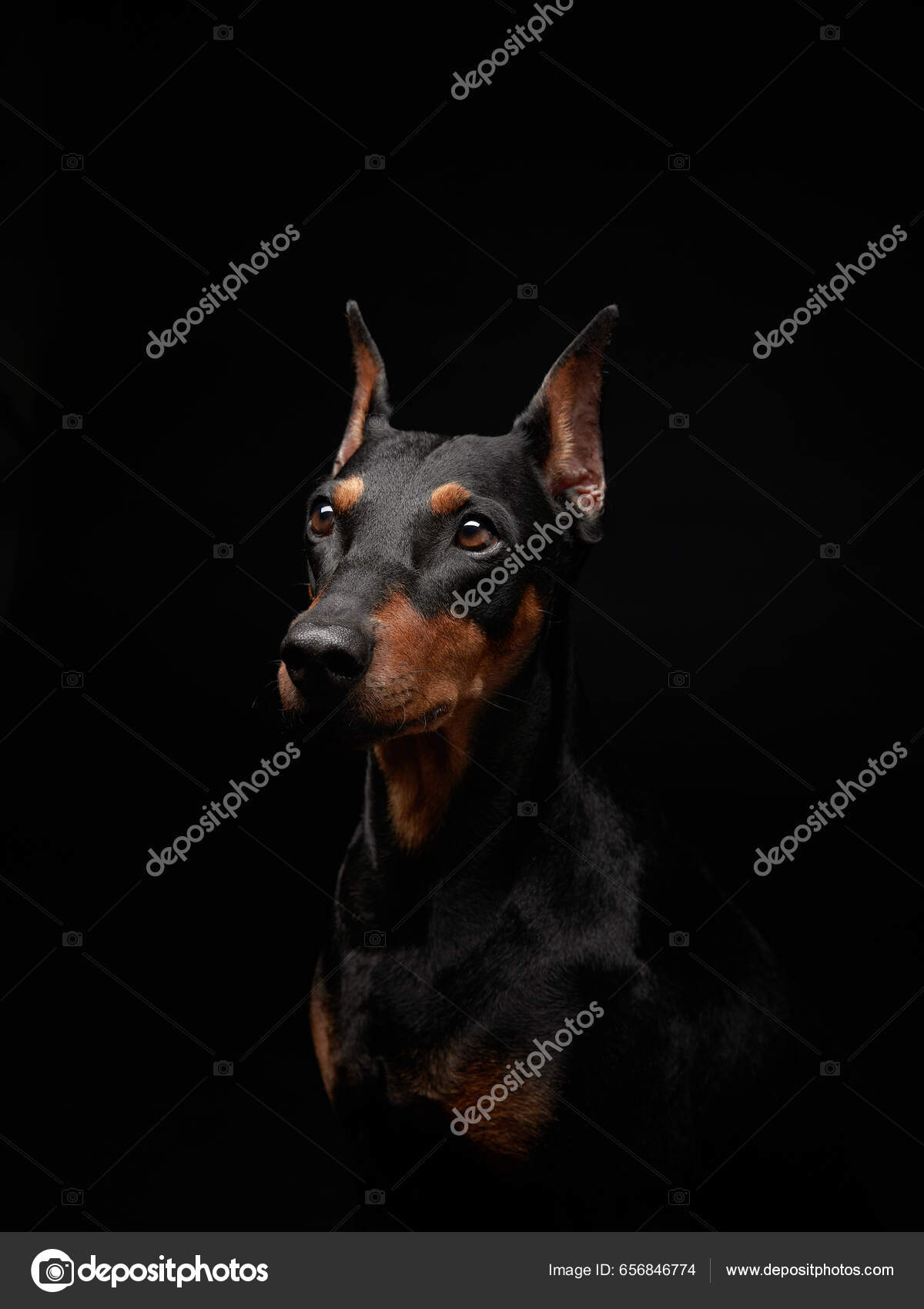 Stili Di Orecchie Tagliate Doberman
