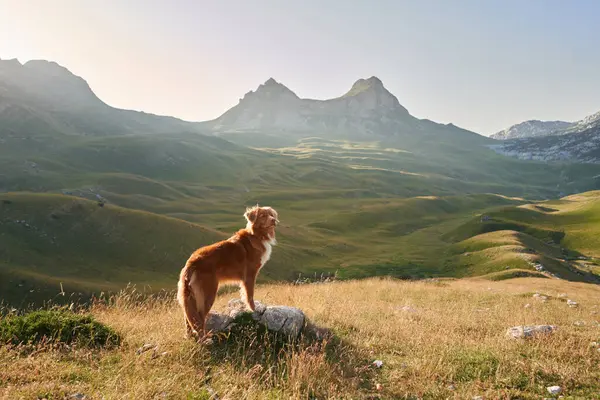 Un perro Duck Tolling Retriever se encuentra en un prado iluminado por ...