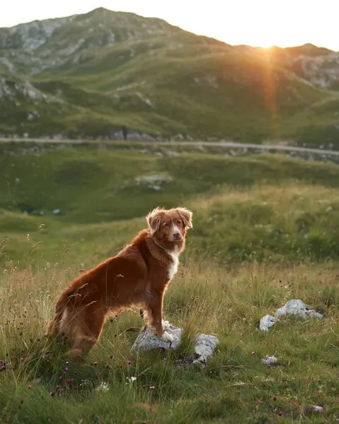 Un perro Duck Tolling Retriever se encuentra en un prado iluminado por ...