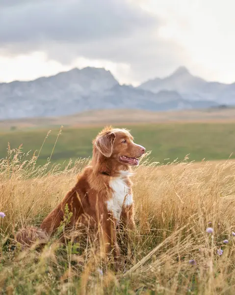 Un perro Nova Scotia Duck Tolling Retriever se sienta en medio de la ...