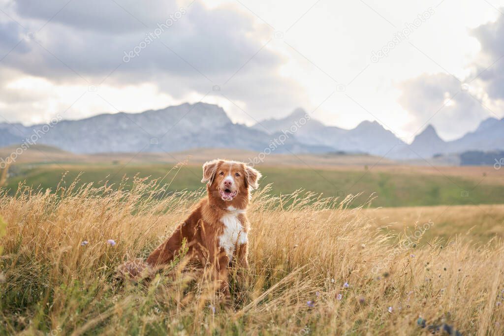 Un perro Nova Scotia Duck Tolling Retriever se sienta en medio de la ...
