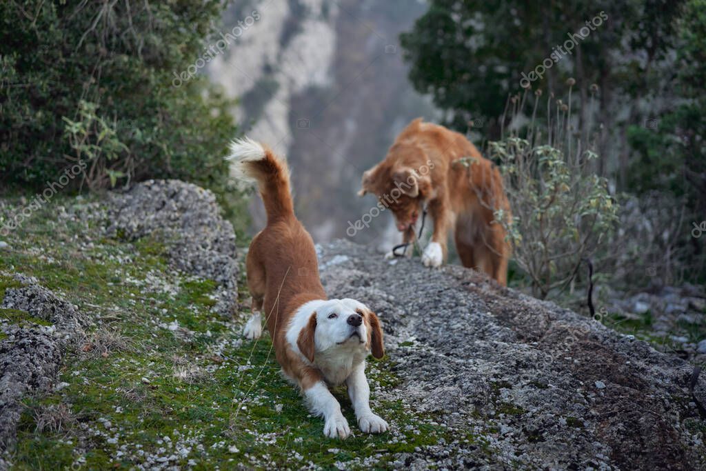 Dos perros se dedican a la exploración lúdica en un camino escarpado de ...
