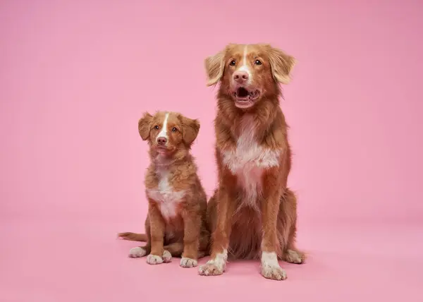 Dos Nova Scotia Duck Tolling Retrievers se sientan juntos, fondo rosa ...