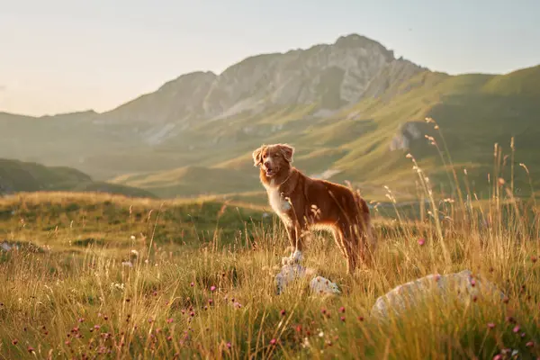 Un perro Duck Tolling Retriever se encuentra en un prado iluminado por ...