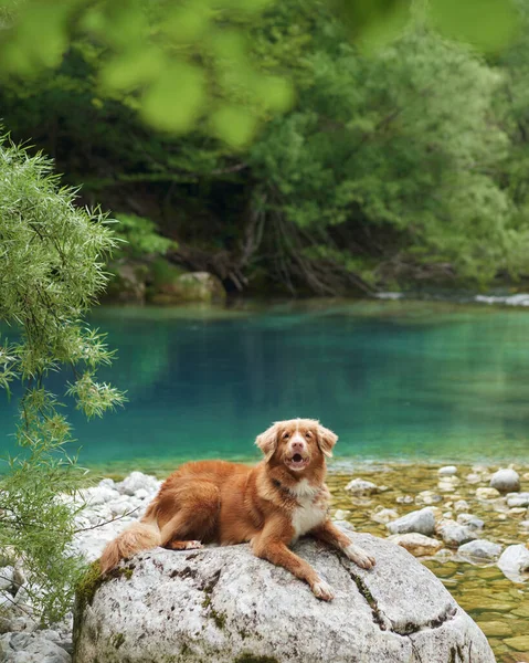 Un perro Nova Scotia Duck Tolling Retriever descansa en una roca junto ...