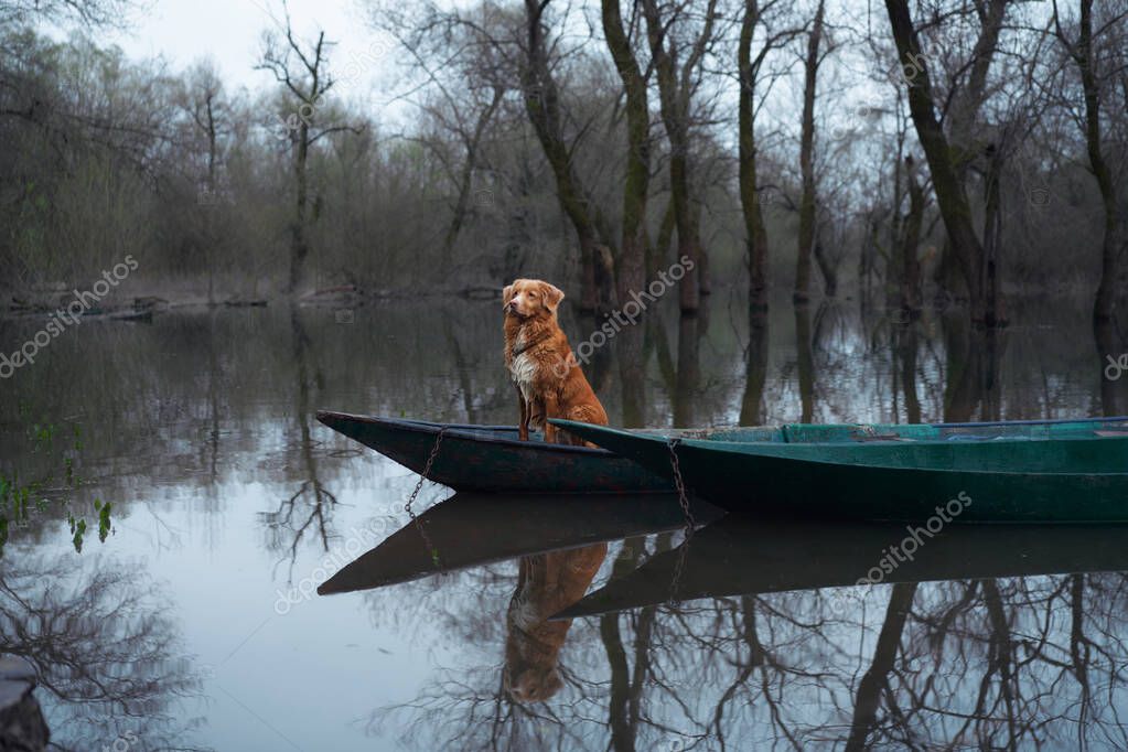 Nova Scotia Duck Tolling Retriever perro en un muelle, mirando hacia el ...