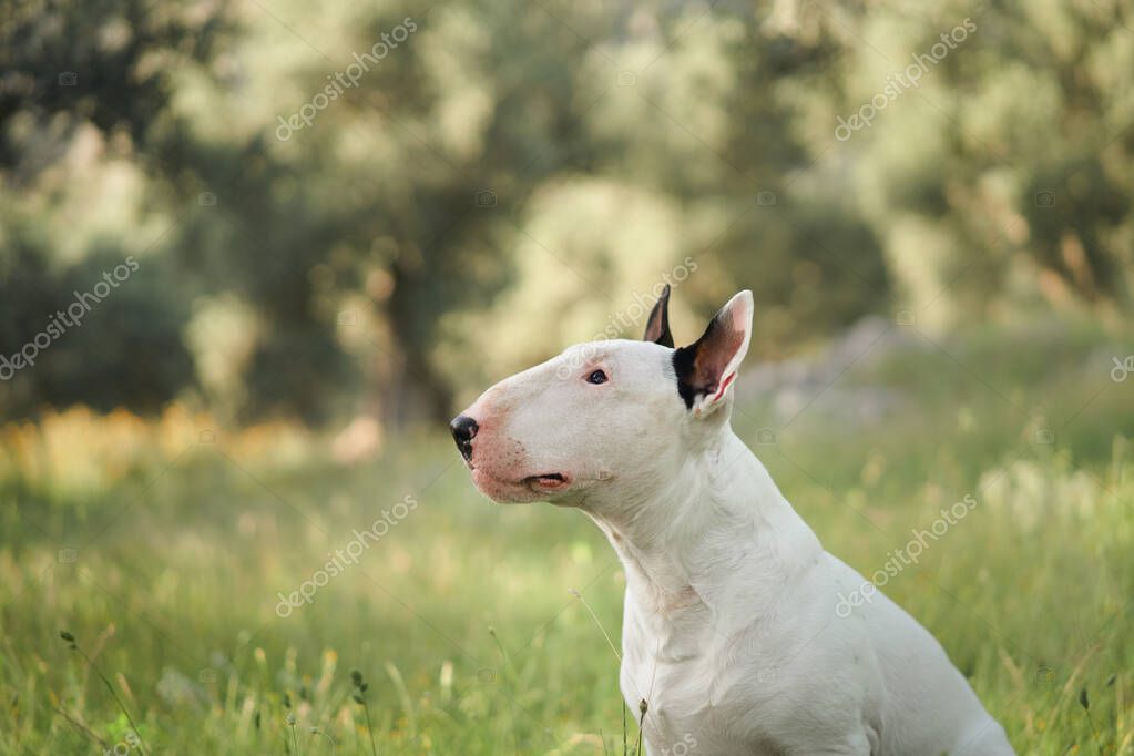 Un terrier toro se sienta tranquilamente al aire libre en la naturaleza ...