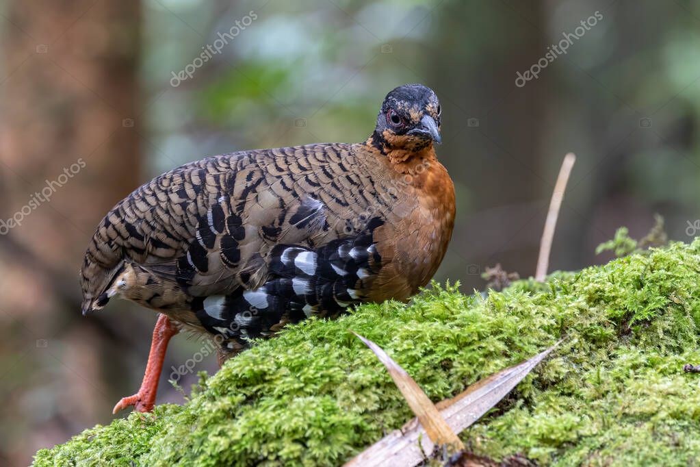 Red-breasted partridge also known as the Bornean hill-partridge It is ...