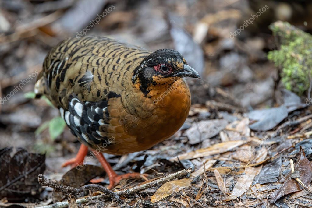 Red-breasted partridge also known as the Bornean hill-partridge It is ...