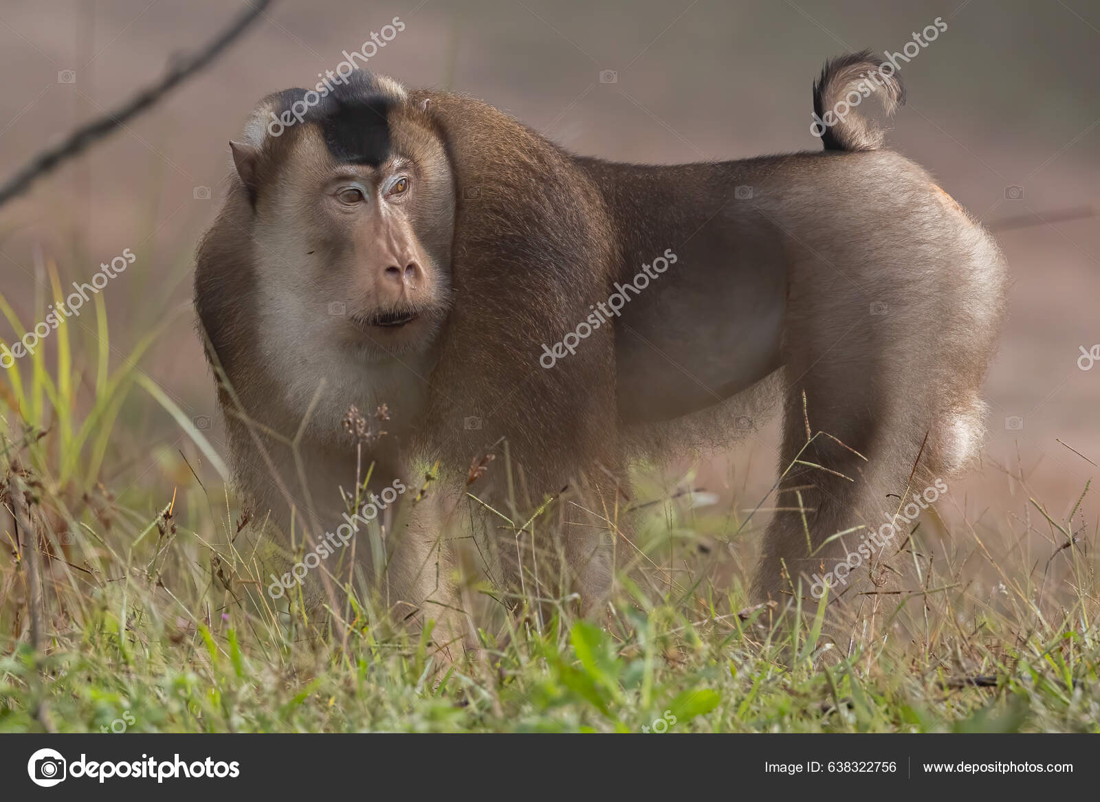 Nature Wildlife Huge Pigtail Macaque Find Moth Food Nature Deep Stock ...