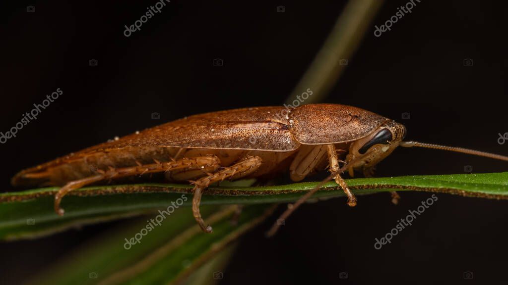 Imagen macro de la naturaleza de la enorme cucaracha de la selva ...