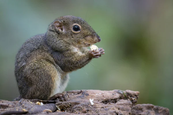 African pygmy squirrel Stock Photos, Royalty Free African pygmy ...