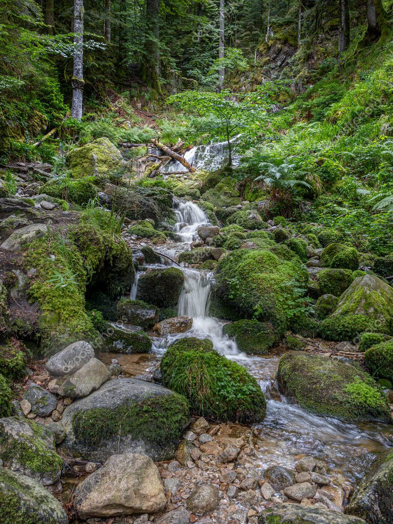 Naturaleza verde en los Vosgos franceses, con musgo verde fresco, agua corriente y cascadas ...