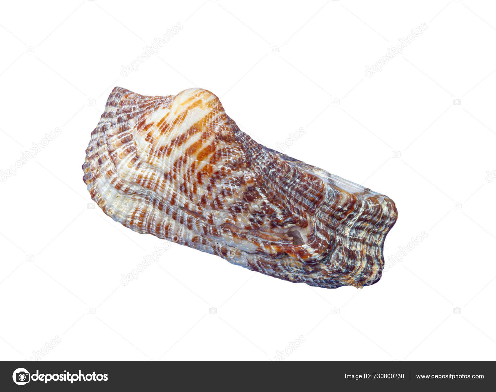 Empty Seashell Rough Texture Brown Stripes Lying White Background ...
