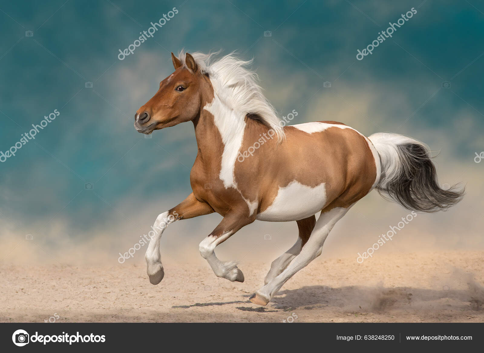 Pinto Horse Running
