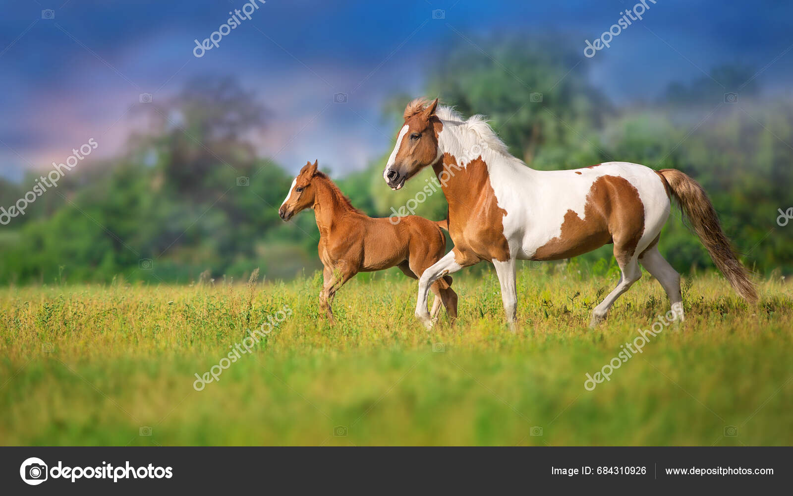 Red Mare Foal Run Spring Green Meadow — Stock Photo © kwadrat70 #684310926