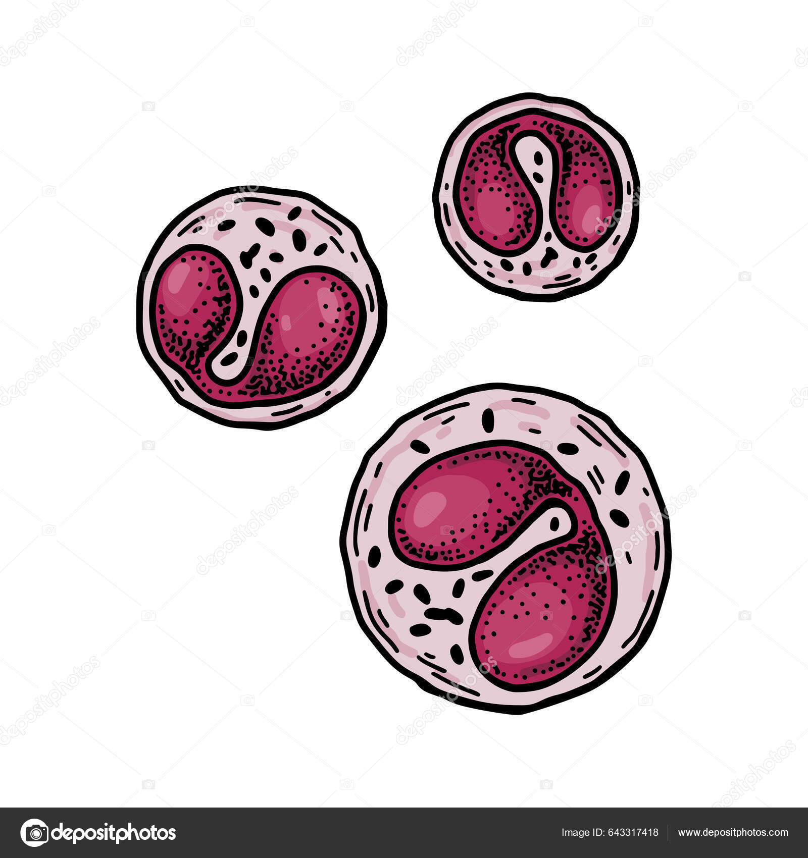 White Blood Cells Drawing
