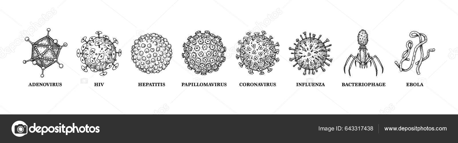 Viruses Names Isolated White Background Different Types Microscopic ...