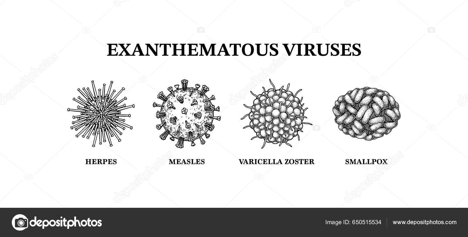 Influenza Virus Drawing