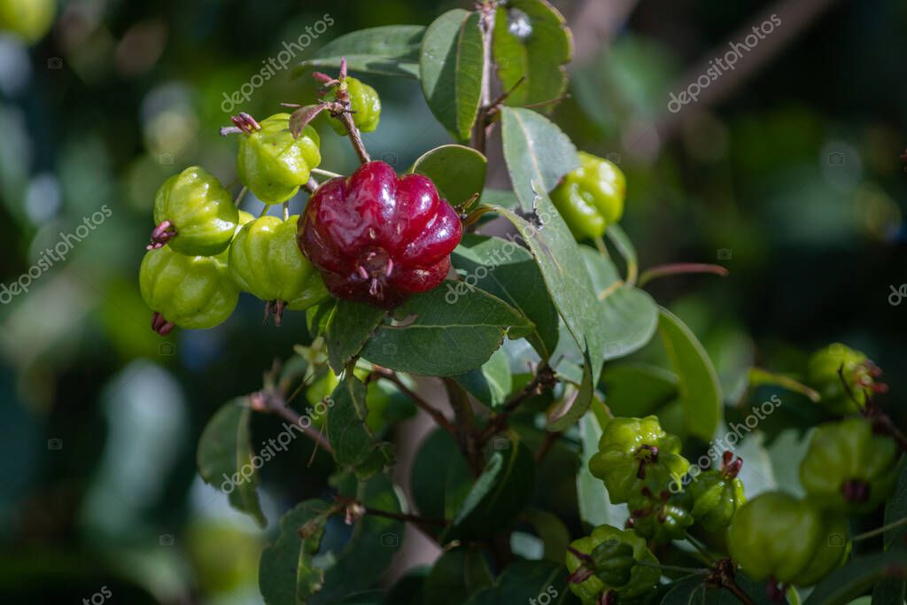 Pitanga Detalle, una fruta tropical comúnmente conocida como cereza de ...
