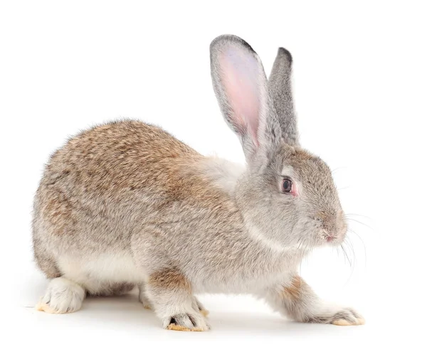 Conejo fondo blanco fotos de stock, imágenes de Conejo fondo blanco sin ...