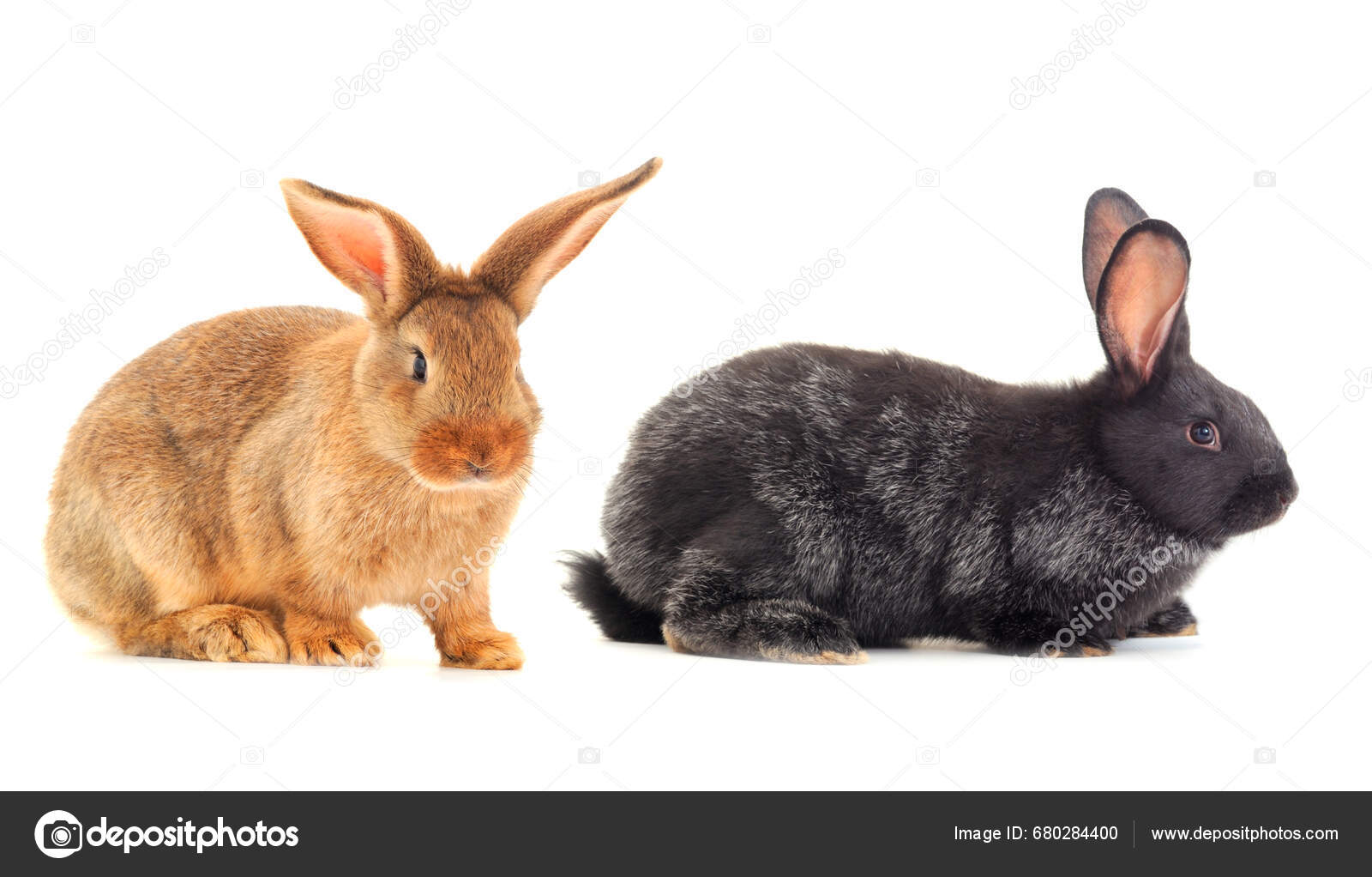 Two Rabbits Isolated White Background — Stock Photo © singaevskagalina ...