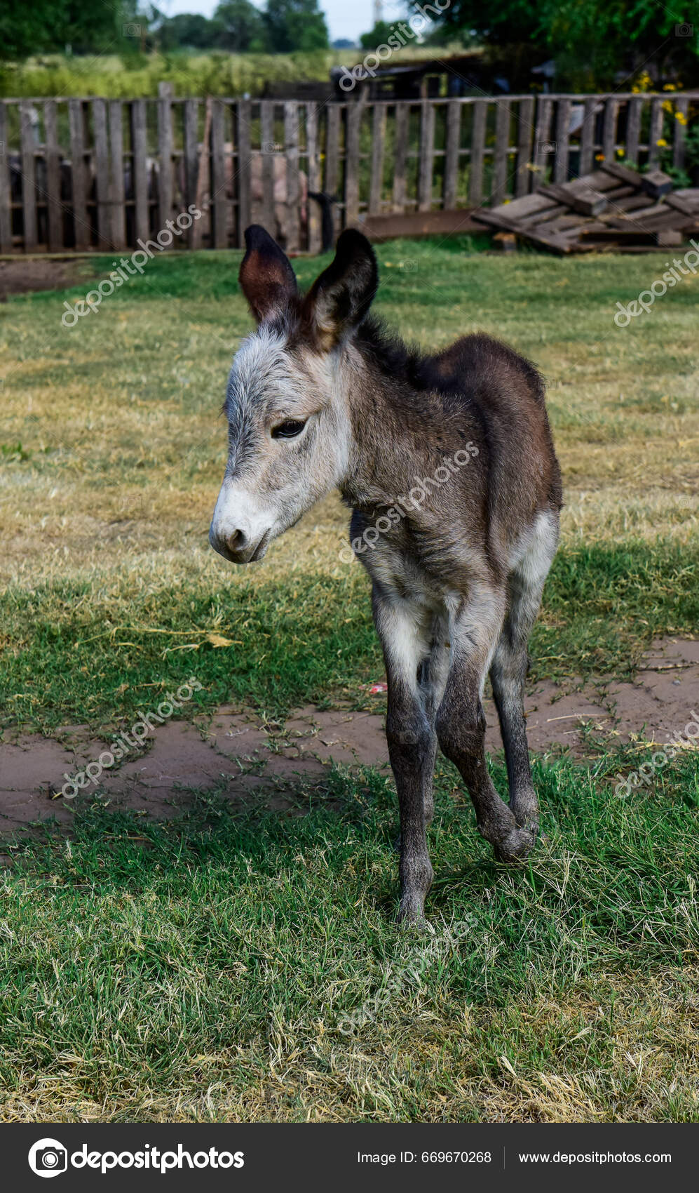 Newborn Mule
