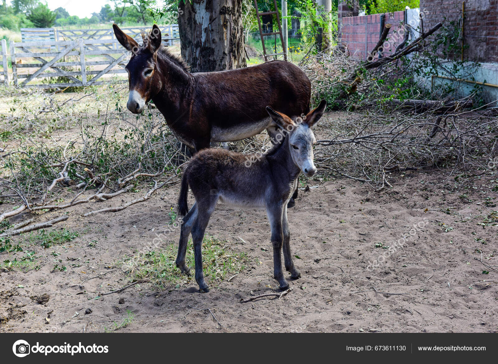 Newborn Mule