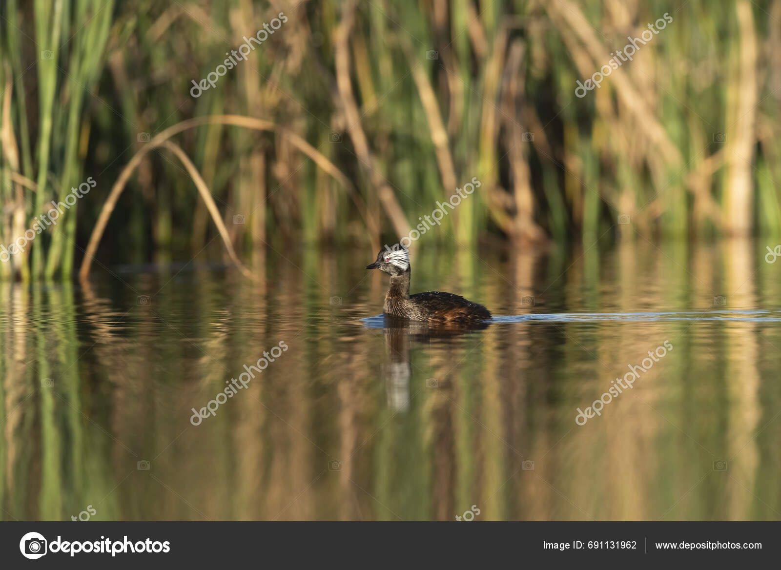 White Tufted Grebe Pampa Province Patagonia Argentina — Stock Photo ...