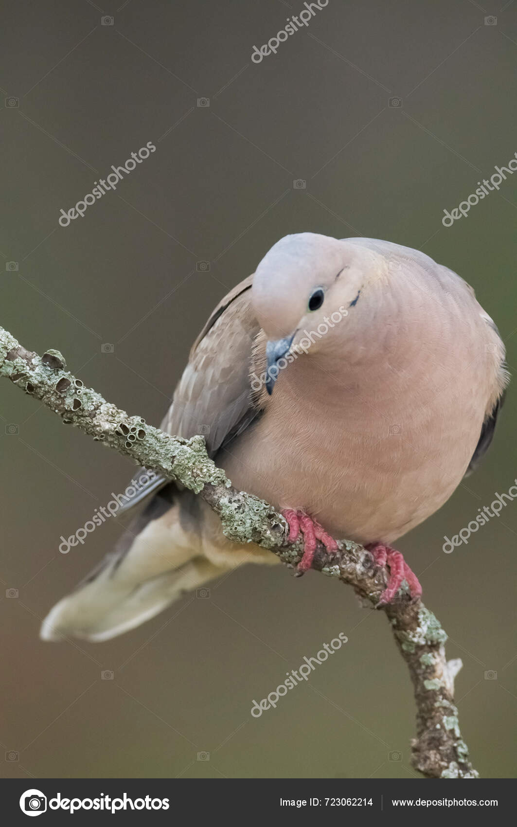 Eared Dove Zenaida Auriculata Calden Forest Pampa Province Patagonia ...