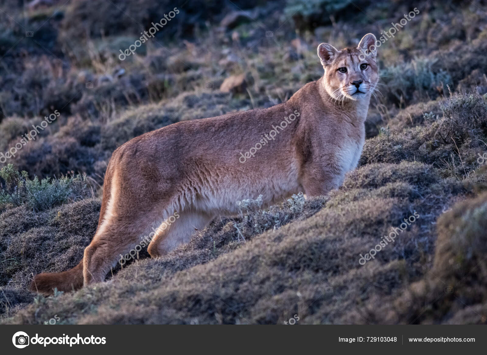 Puma Walking Mountain Environment Torres Del Paine National Park ...