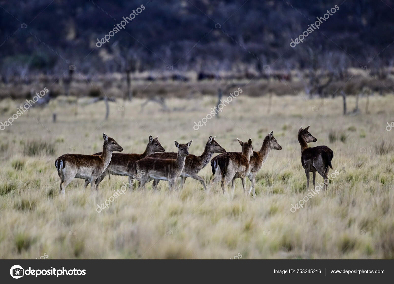 Common Fallow Deer Calden Forest Environment Pampa Province Patagonia ...