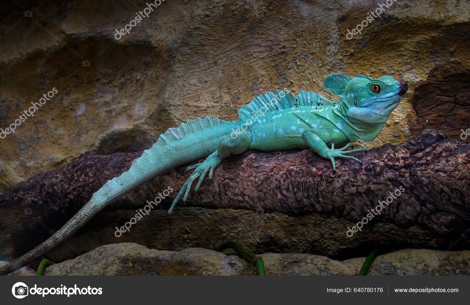 Blue Basilisk Lizard