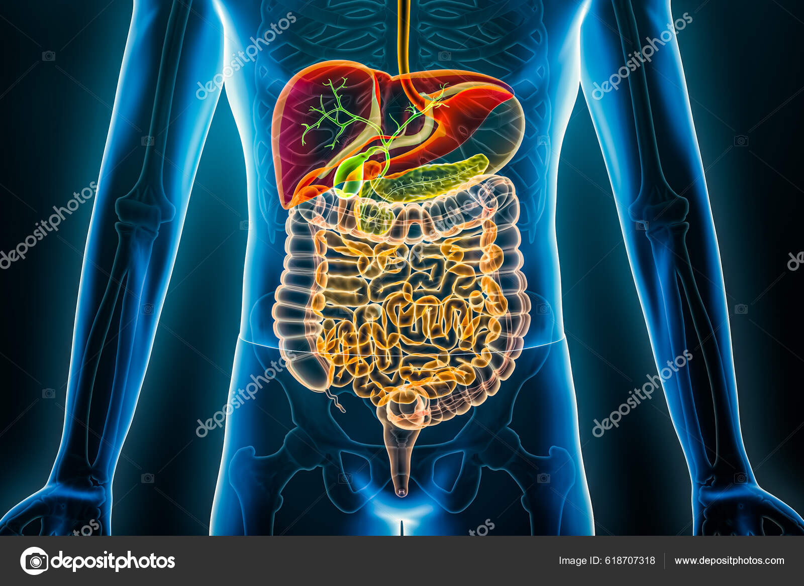 Human Digestive System Ray Organs Gastrointestinal Tract Rendering ... Human Digestive System Ray Organs Gastrointestinal Tract Rendering ...