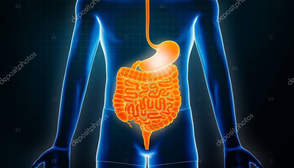Ilustración de renderizado 3D del tracto intestinal. Vista anterior o ...