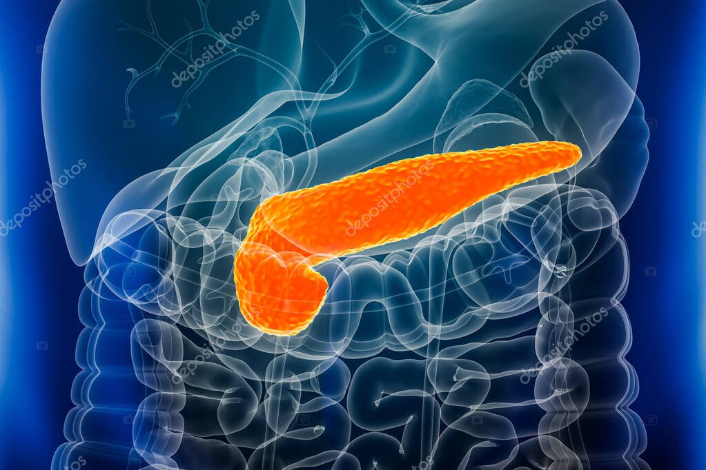 Pancreas organs xray close-up 3D rendering illustration with male body ...