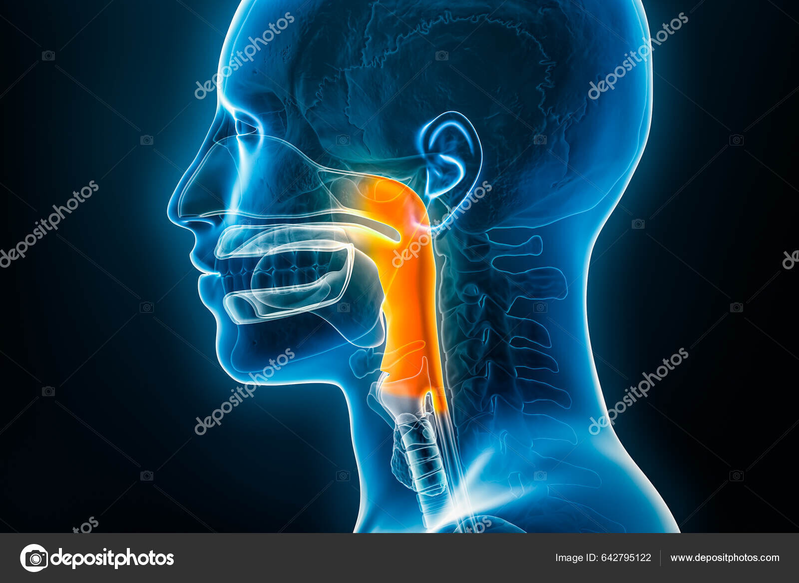 Xray Lateral Profile View Pharynx Rendering Illustration Male Body ...