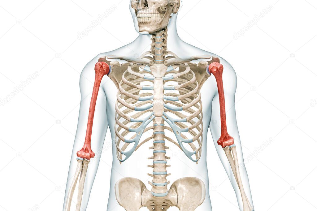 Hueso del brazo húmero en color rojo con ilustración de representación ...