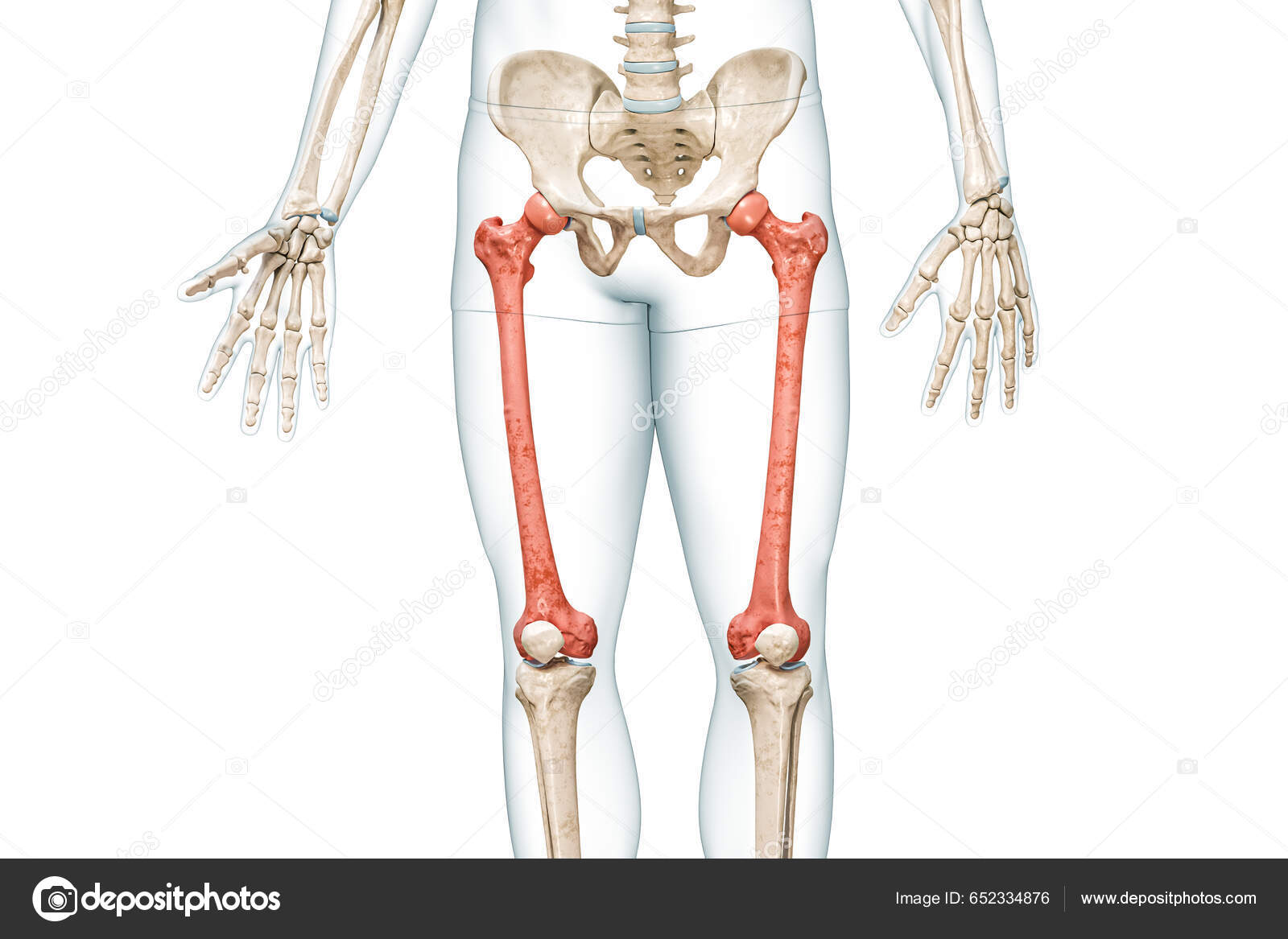 Femur Bones Red Color Body Rendering Illustration Isolated White Copy ...